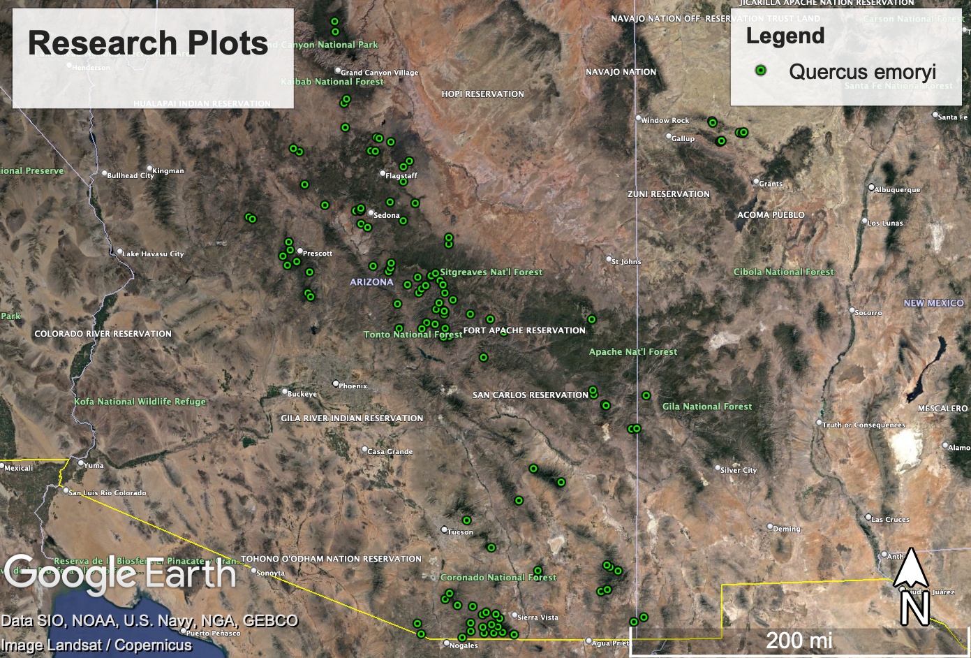 Restoration of a southwestern cultural keystone species: Integrating ...